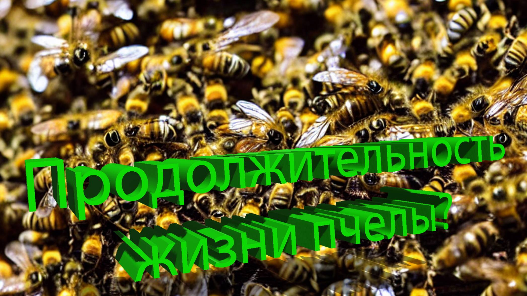 Как рассчитать продолжительность жизни пчелы? Простой метод от профессора Кашковского