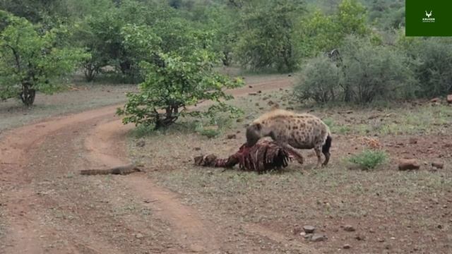 Ящерица и гиена делят обед
Отблагодарить:
4276 3800 4614 2027
СБЕР
#ящерица #гиена #юар #африка