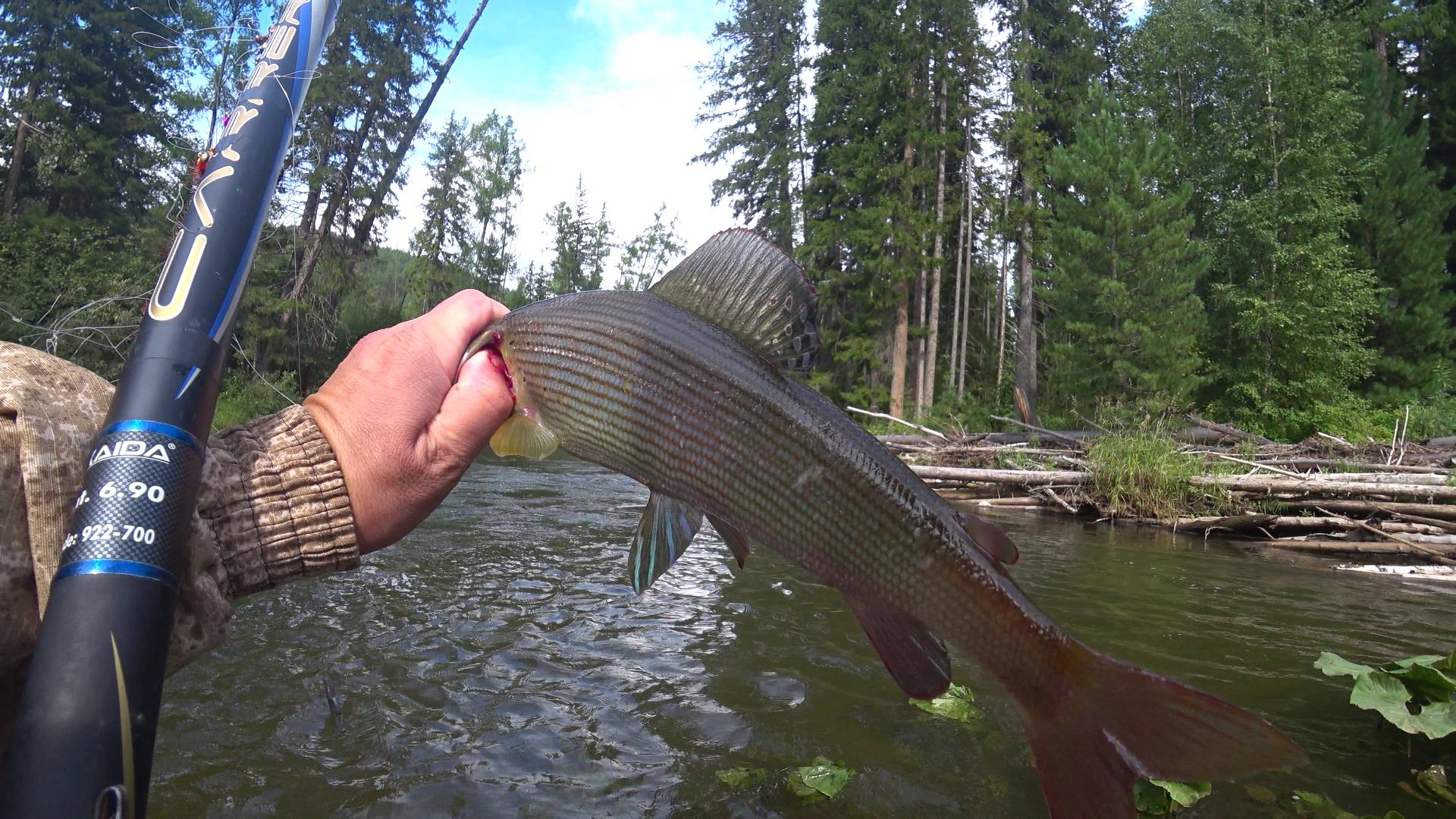 ЧАТЬ-3/ПОКЛЕВКИ КРУПНОГО ХАРИУСА/ТАЁЖНАЯ РЕКА/ПОКЛЕВКИ НАС РАДОВАЛИ /МУШКИ КОТОРЫЕ ЛОВЯТ