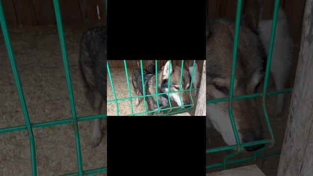 DogWinter.Питомник хаски и шоу Огненных Сердец в Сосновке