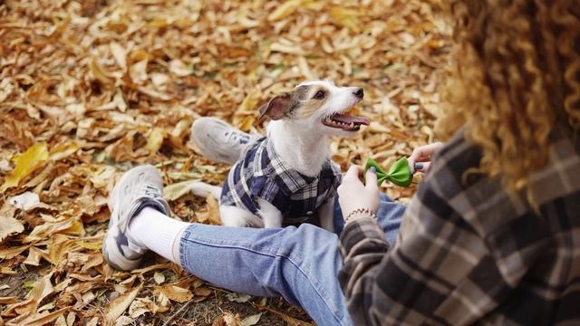 🐕 Где купить удобную одежду для питомца?