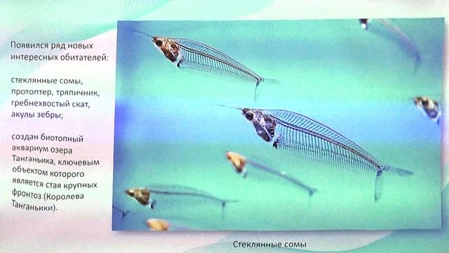 Опыт сотрудничества Аква Лого Инжиниринг с Екатеринбургским океанариумом в 2022-2025 годах. Совместн