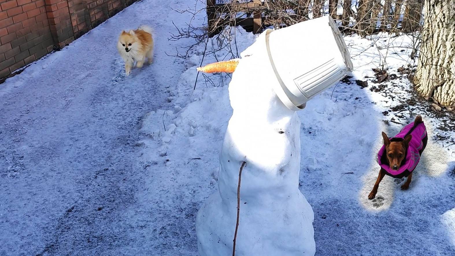 Декабрель продолжается. Собаки рады солнцу и замёрзшему дождю | Передержка собак Ростов