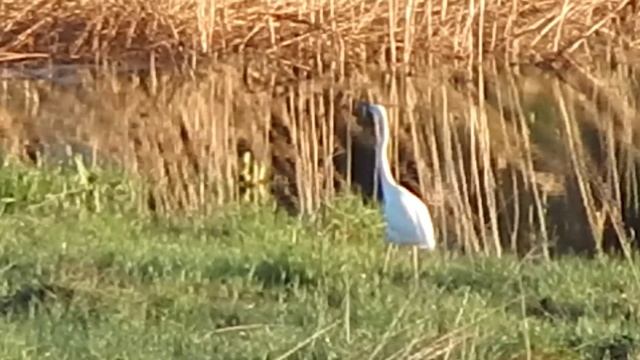 Цапля белая 2