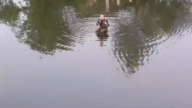 ЗАЯ ❤️, У МЕНЯ ВСЁ НОРМАЛЬНО🤪😜🤣😅😁👀, СИЖУ НА ТОПЛЯКЕ, В НЕЙТРАЛЬНЫХ ВОДАХ.. 😁 👀💥😜🦭❄️🧊🏊♀