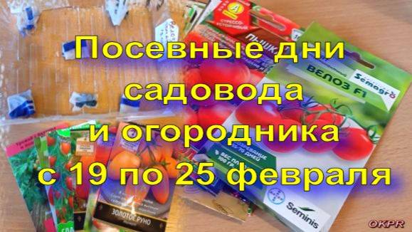 Замачивание семян томатов.