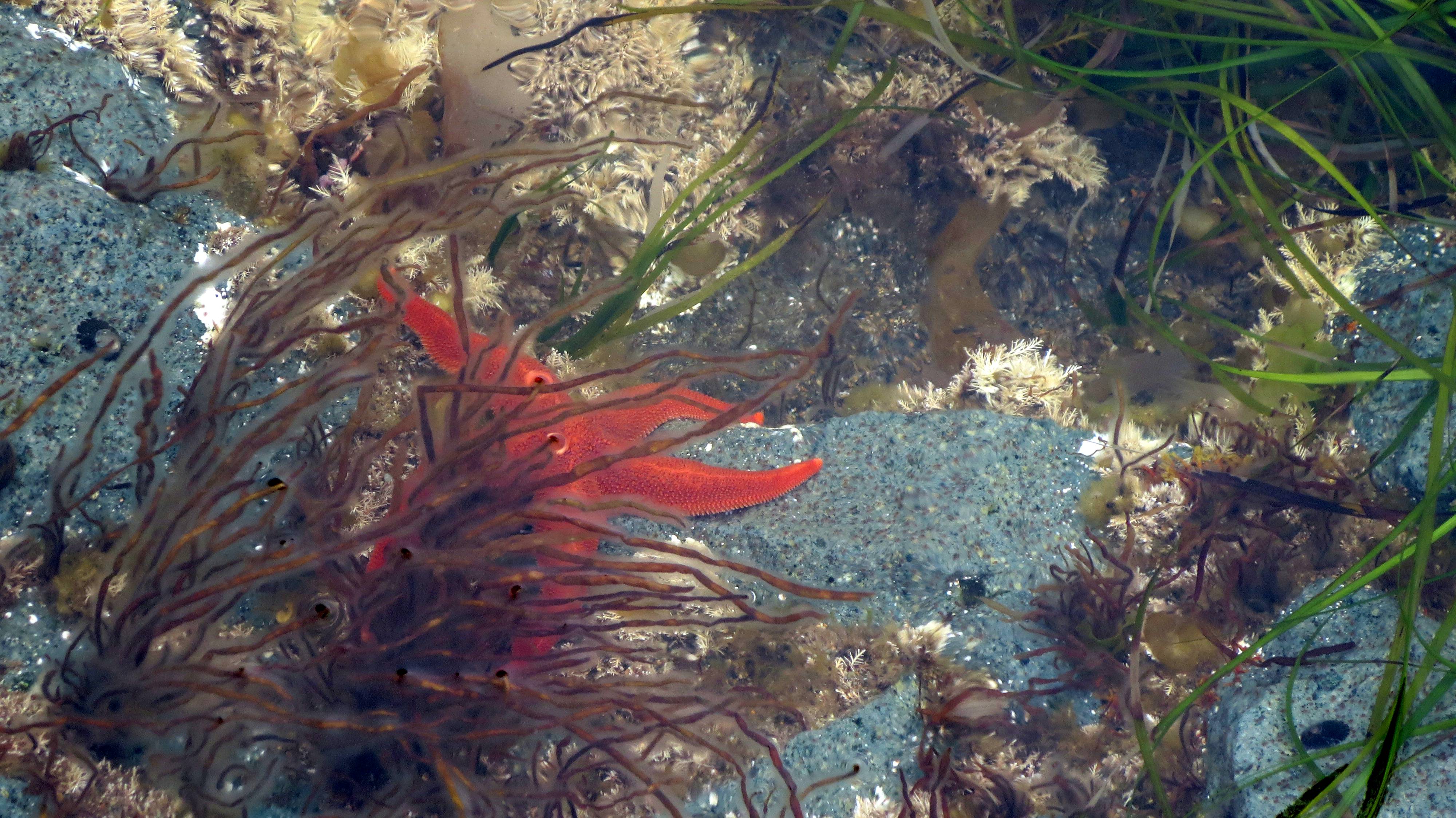 Чарующий подводный мир Сахалина. Записки лягушки-путешественницы. Путешествие на краю света.