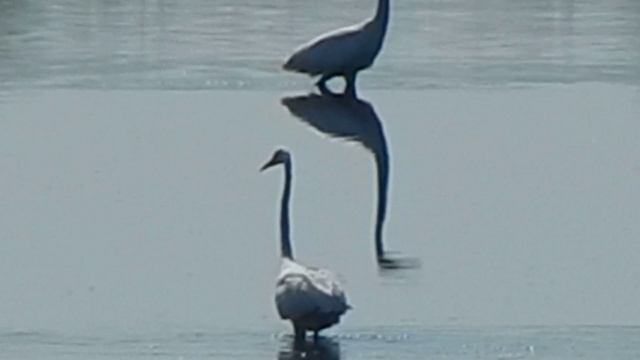 Цапля в полёте