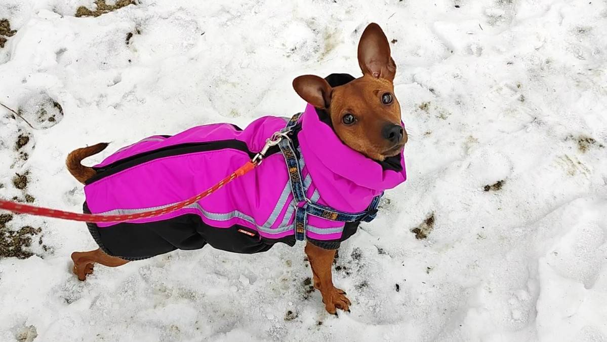 Сава красава и хулиганистый Фокс. Гуляем... | Передержка собак Ростов