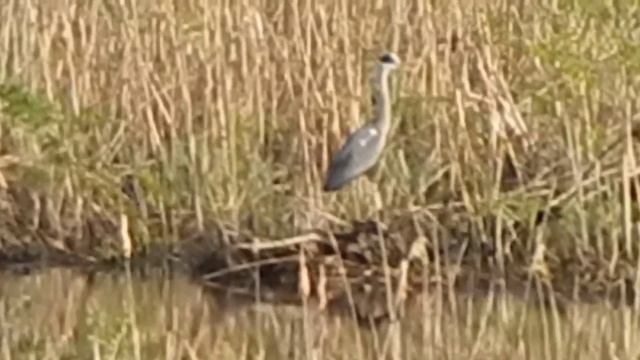 Цапля в полёте, на болоте