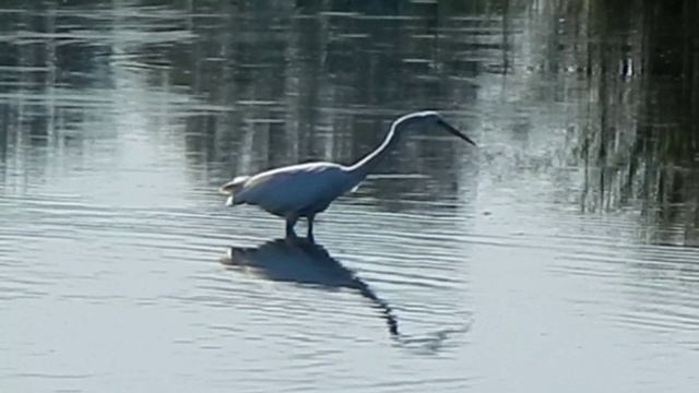 Цапля охотится