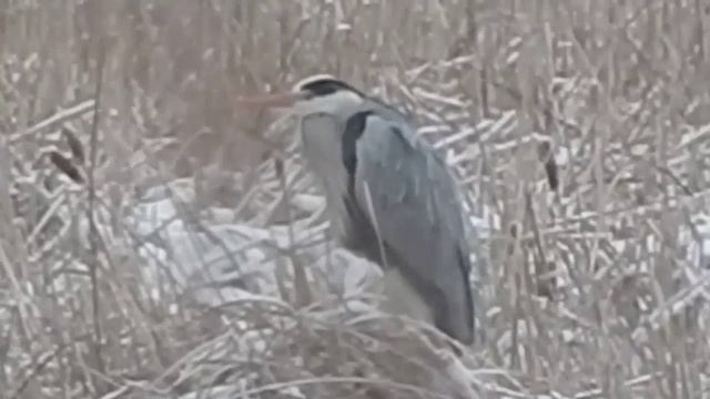 Цапля серая