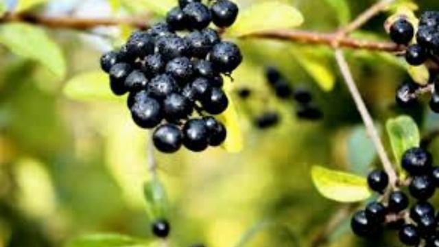 Кора крушины нашла свое применение в медицине