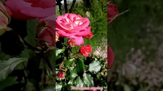 Королевы сада цветут..