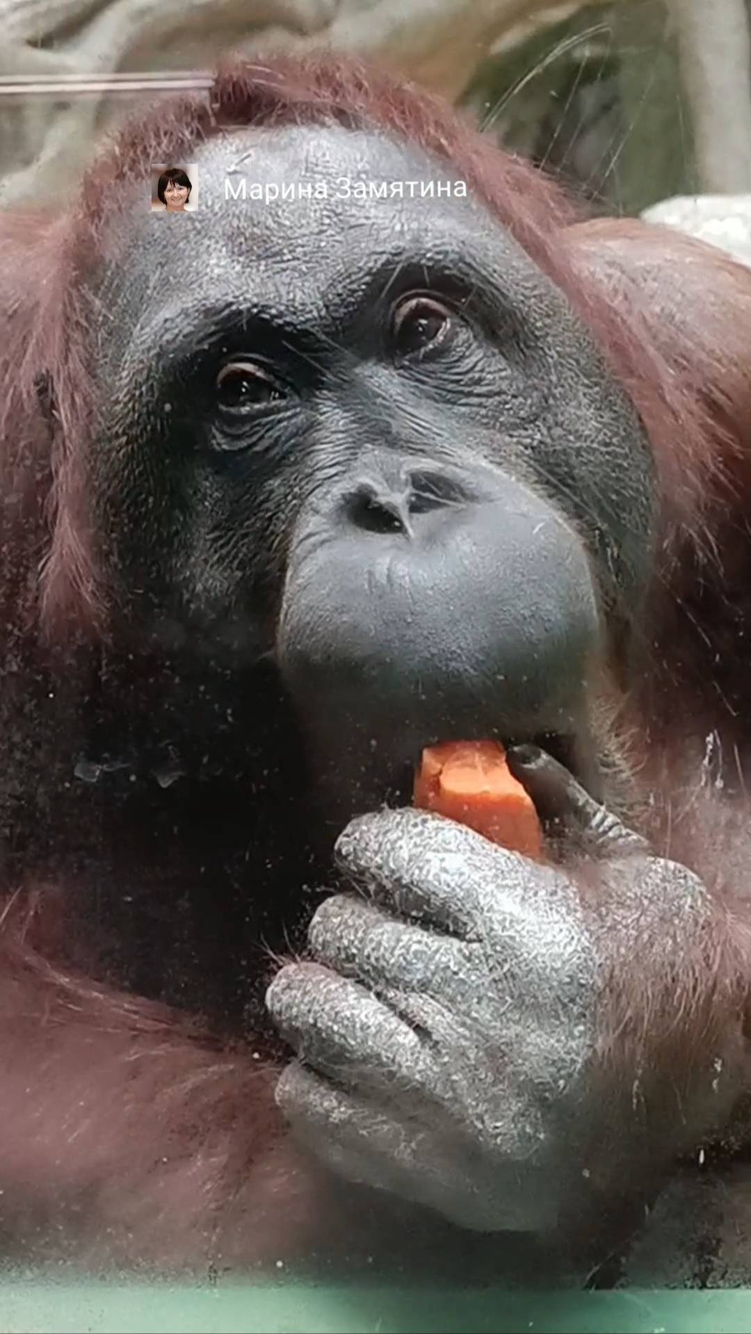 Орангутан самка Личана ест морковь.