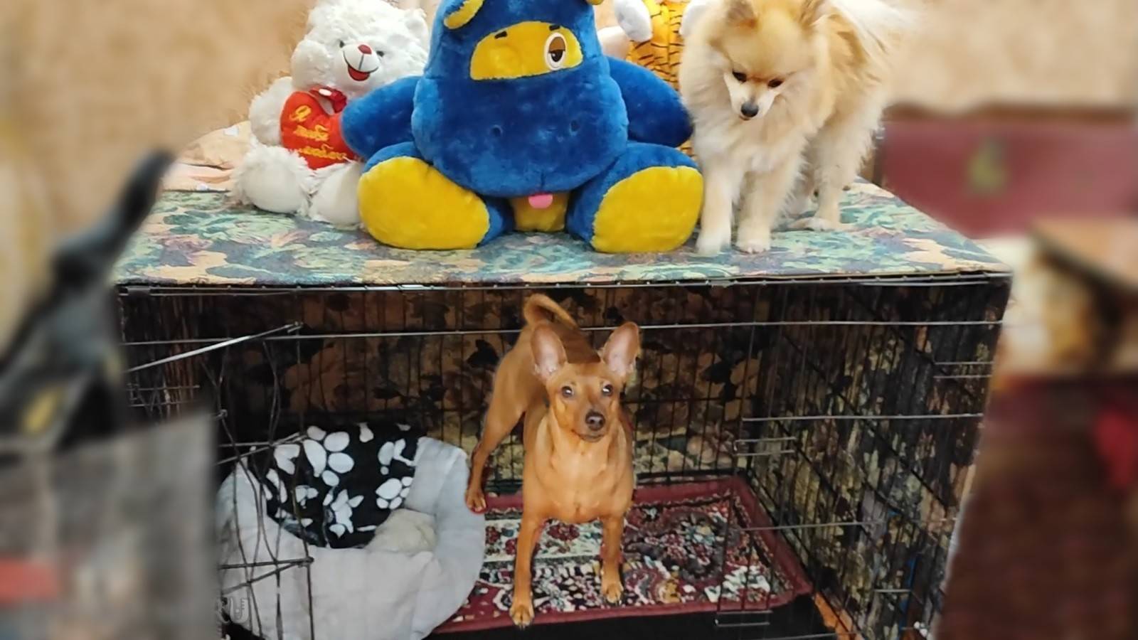 Эй вы там, наверху, не топочите как слоны! Савино место силы и всеобщее бесилово) Цвергпинчер и Шпиц