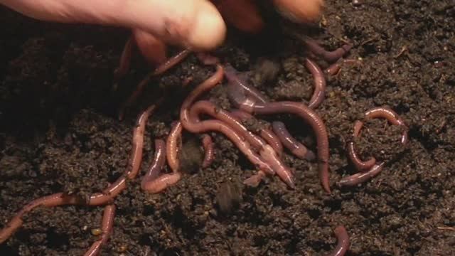 Чёрный Принц или Фиолетовая Дендробена?