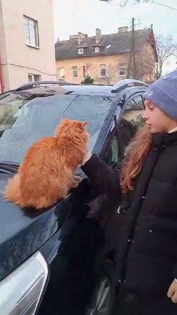 Кот на улице