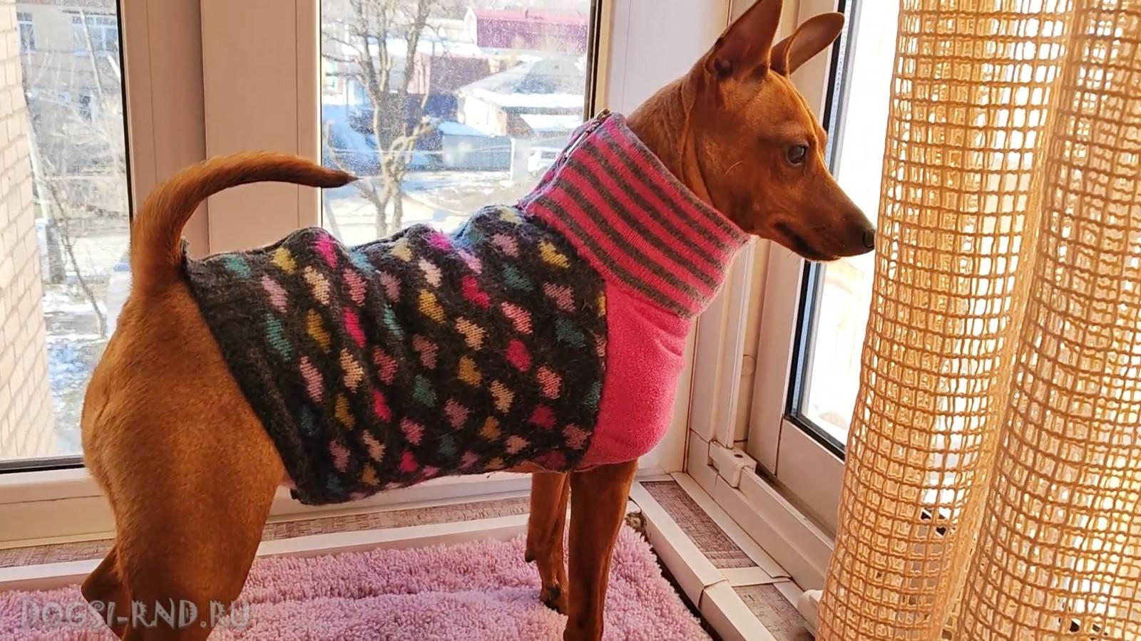 Альпинистка, спортсменка, красавица! Саванна & Фокс | Передержка собак Ростов