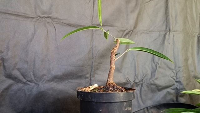 √5 фикус131 (Бонсай)