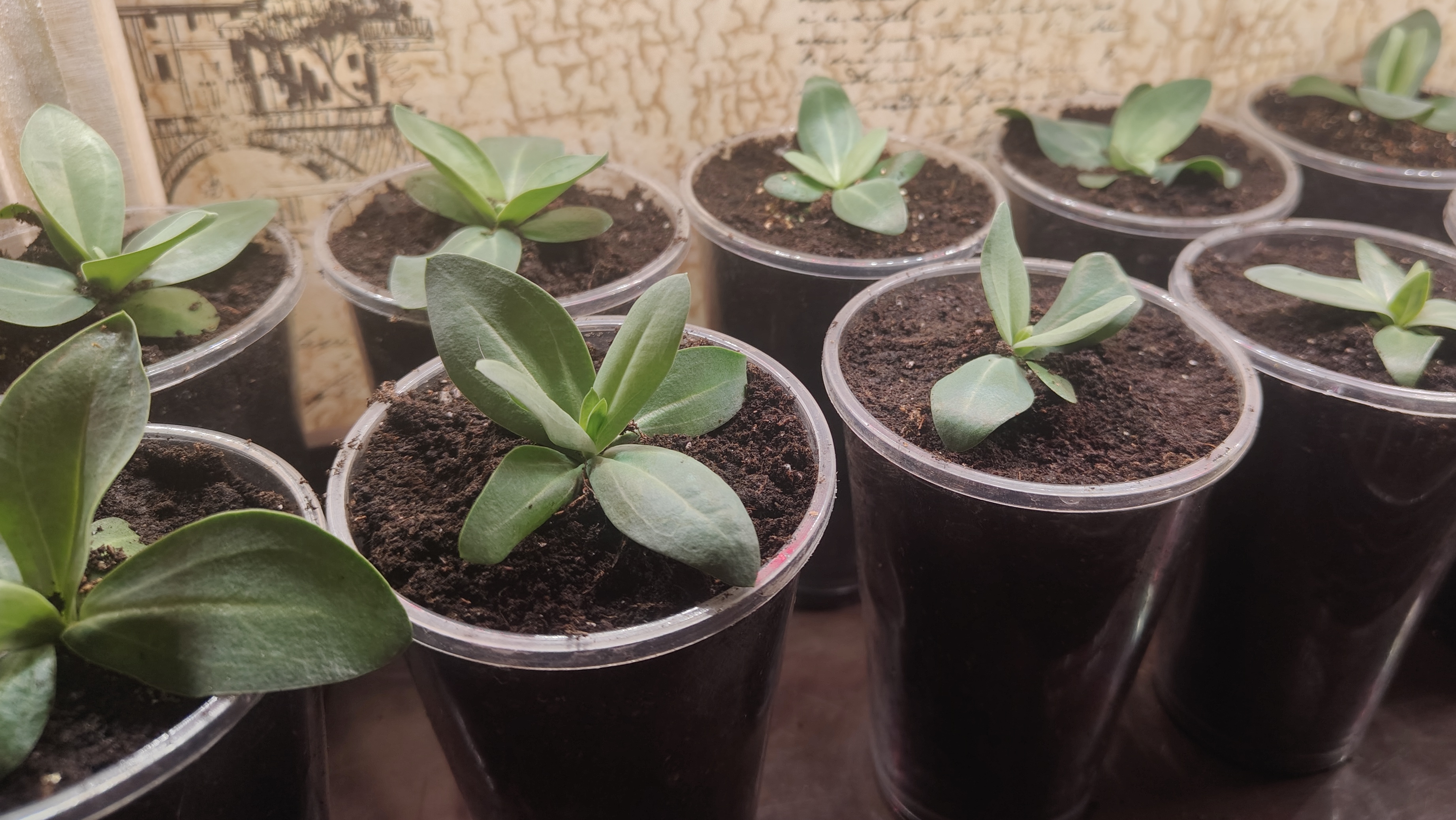 Рассада 2025. пересаживаю эустому