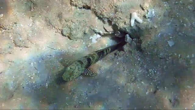 Набила. Бычок- компаньон и рак-щелкун