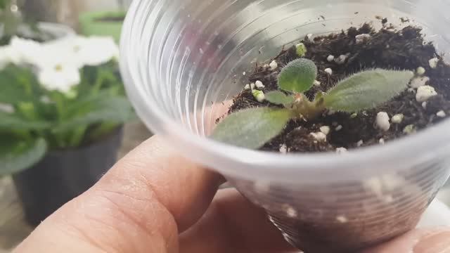 Размножение фиалки цветоносом! Результат!