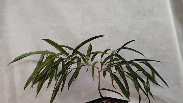 √1,√2,√3 фикус 131 (Бонсай)