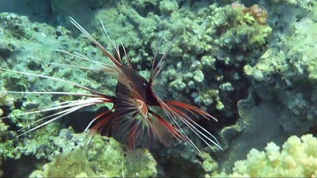 Набила. Крылатки.