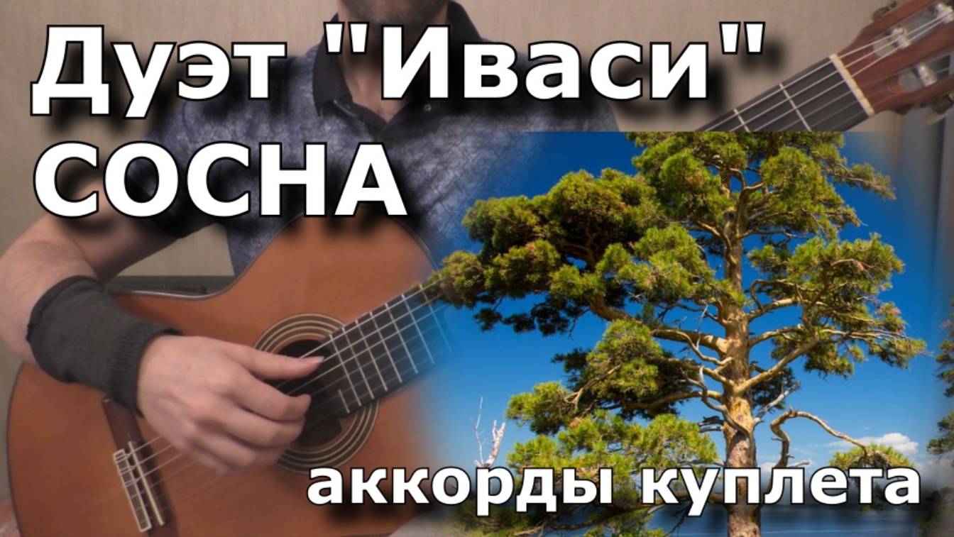 ИВАСИ - Сосна (аккорды куплета) - разбор