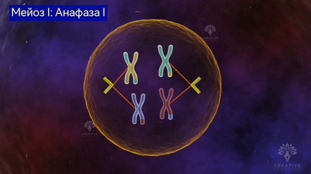 МЕЙОЗ (анимация)
