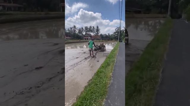 Рис - культура Бали