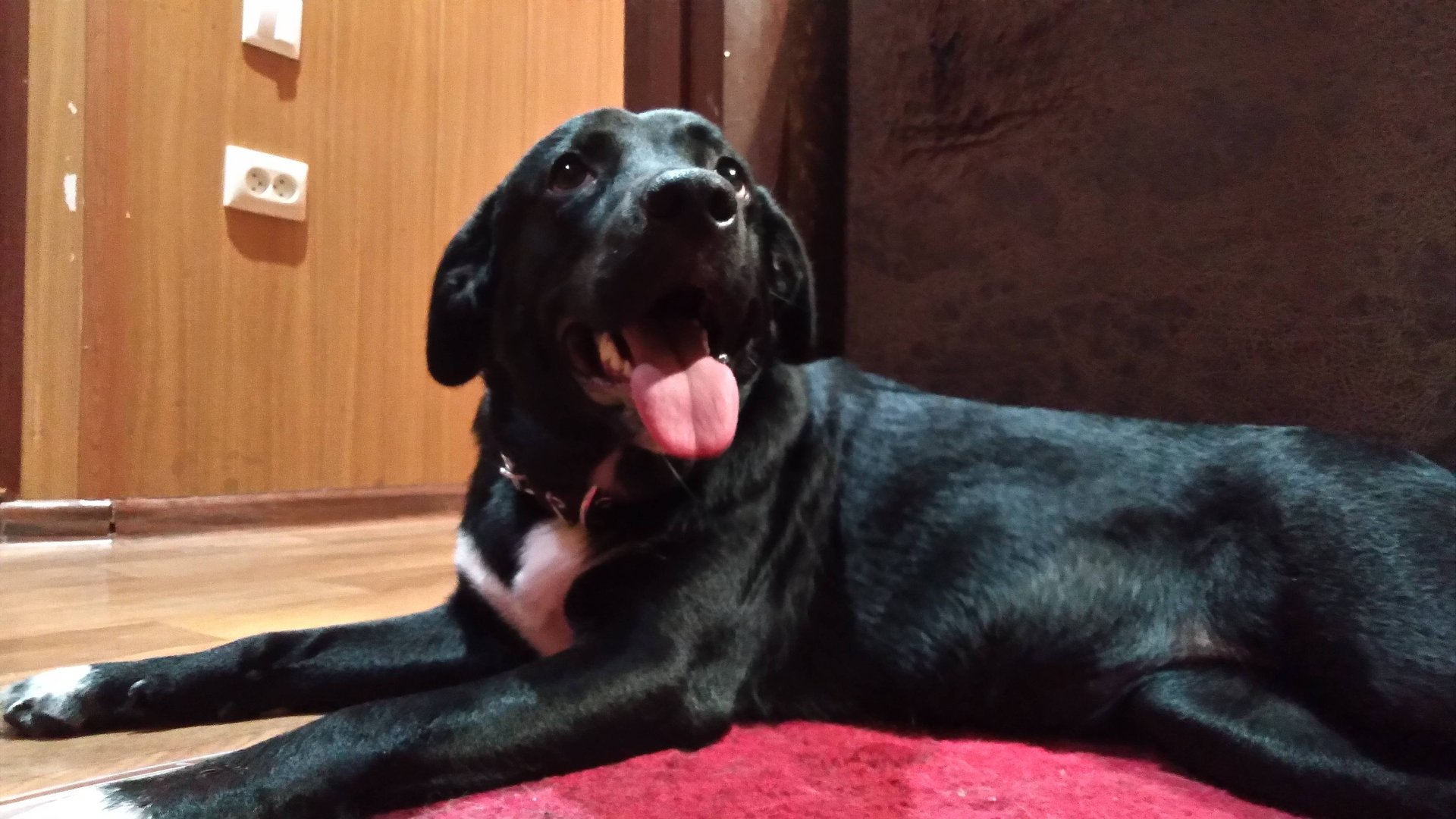 Лу́на собирает папу и себя на прогулку