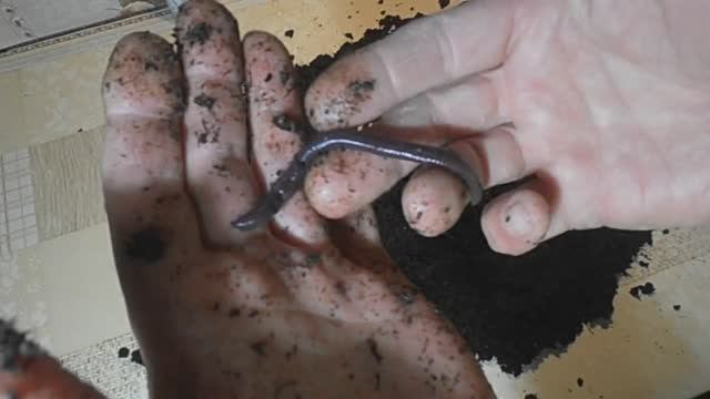 Коконы Чёрного Принца от заводчика