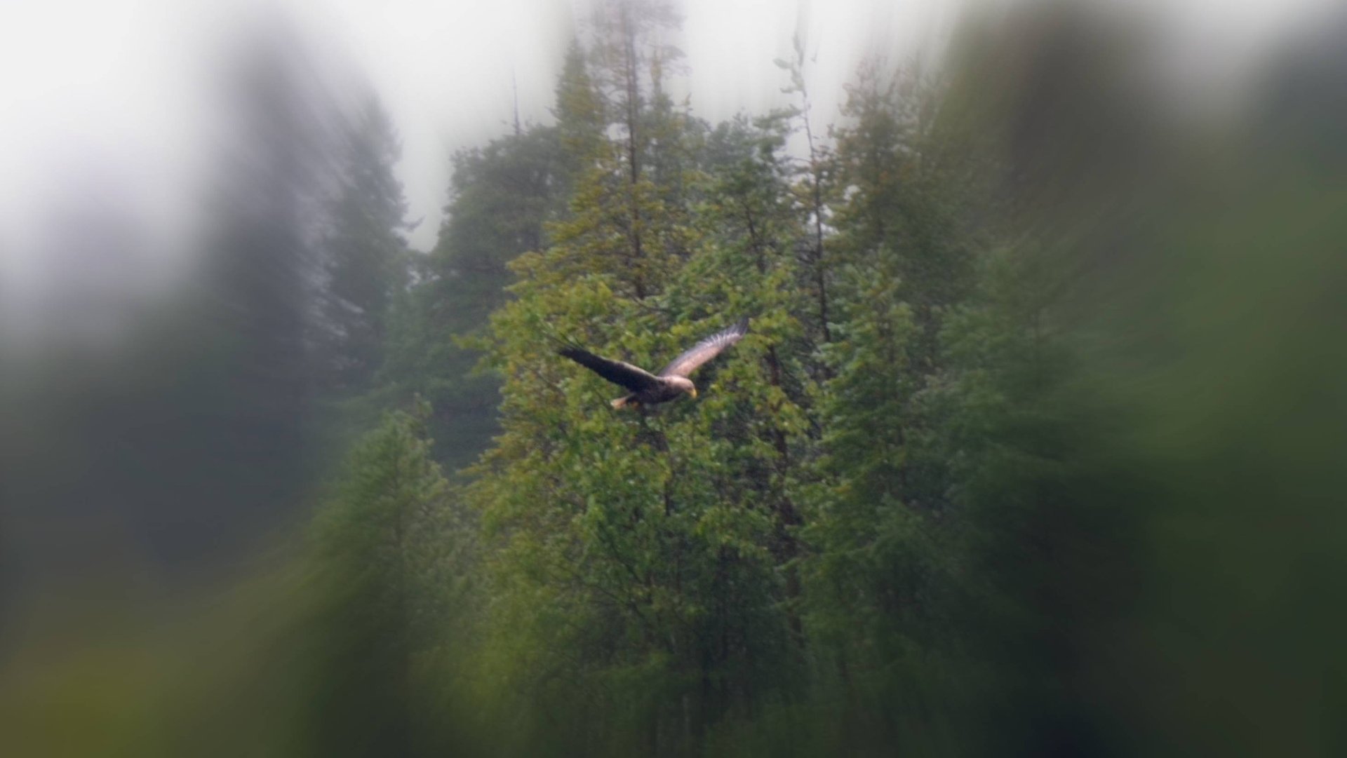 Карелия. Река ПОНЬГОМА 2024год. ДЕМОВЕРСИЯ(НД)