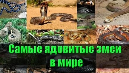 топ 10 самых ядовитых змей