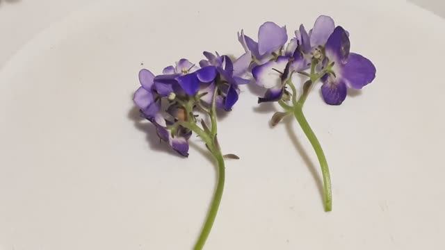 Фиалки!Размножение ЦВЕТОНОСОМ!