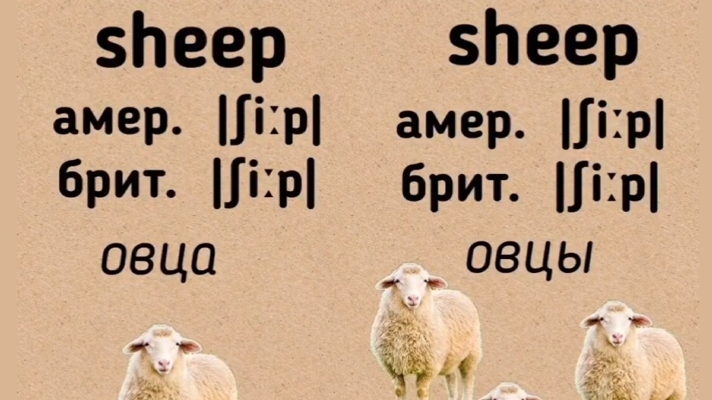 Irregular plural nouns👉sheep, fish, deer