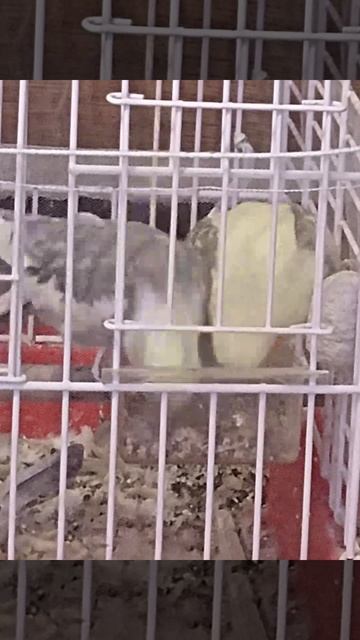 анимация с попугайчиками