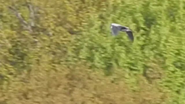 Цапля полёт