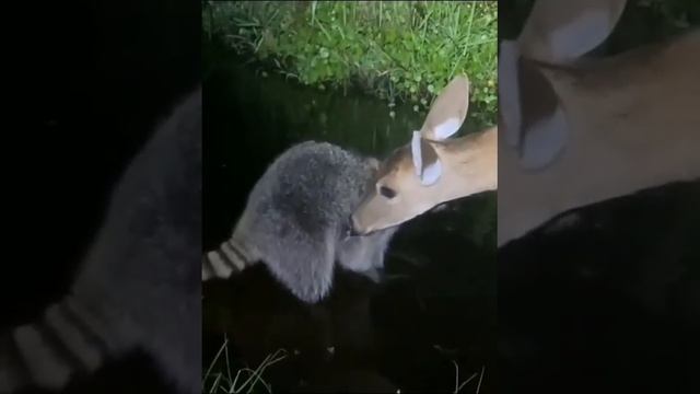 МИР ЖИВОТНЫХ.