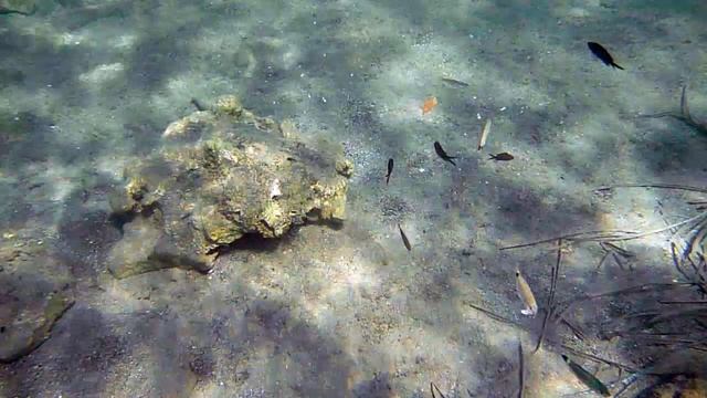 Подводный мир Эгейского моря. Эпизод