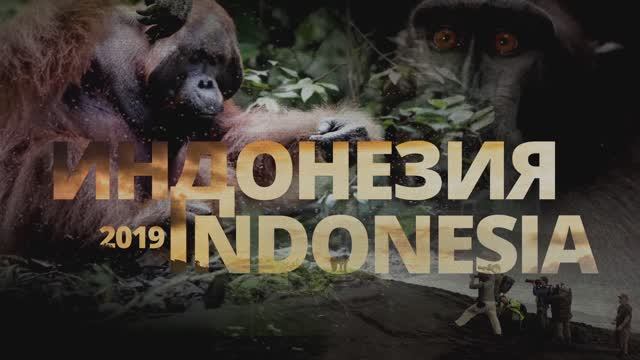 Необычные обитатели национальных парков Индонезии | 2019