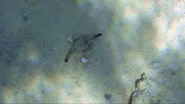 Пегас-дракон