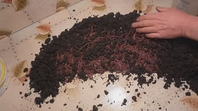 Ювенилы навозника-гиганта повзрослели. Серия 4, последняя.