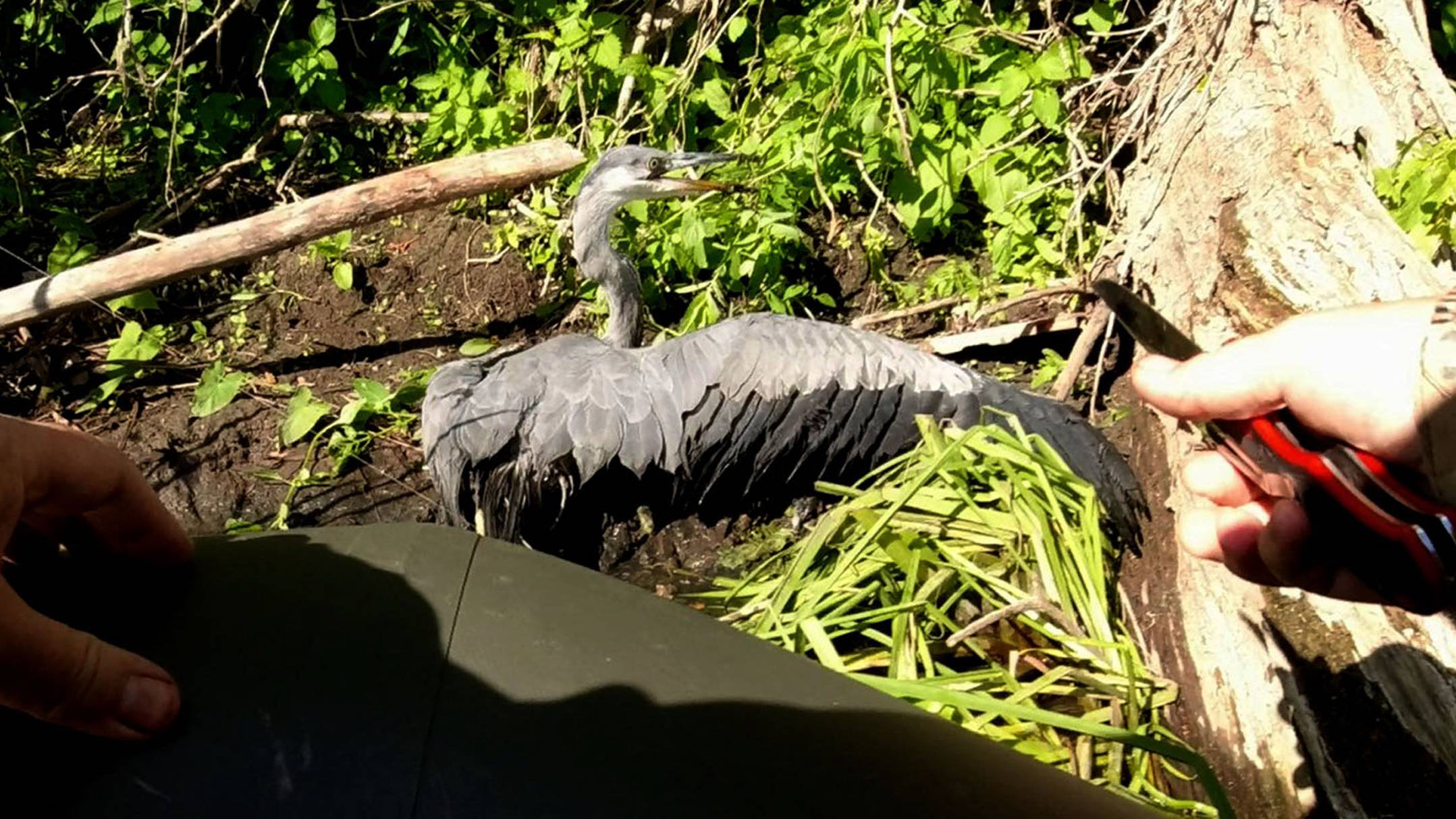 Спасли Цаплю из плена на рыбалке много рыбы Крупный Окунь Голавль Щука