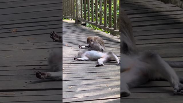 Лес обезьян. Бали