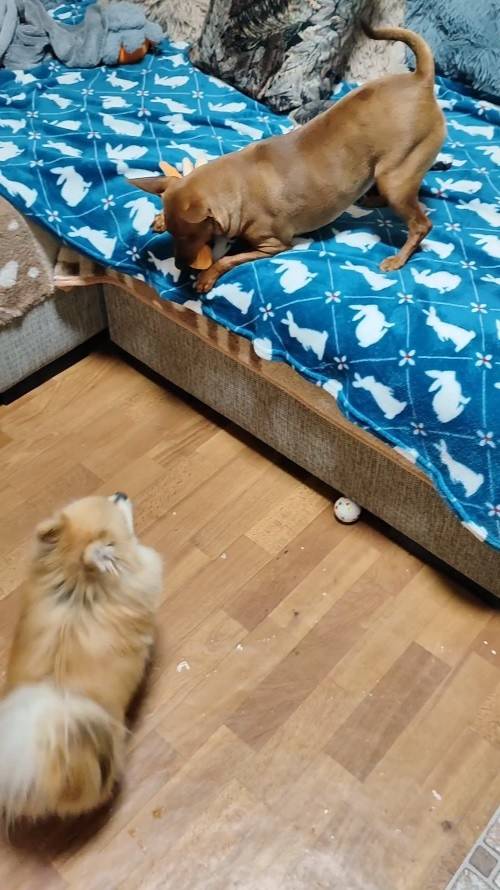 Саванна троллит Фокса :) Передержка собак Ростов