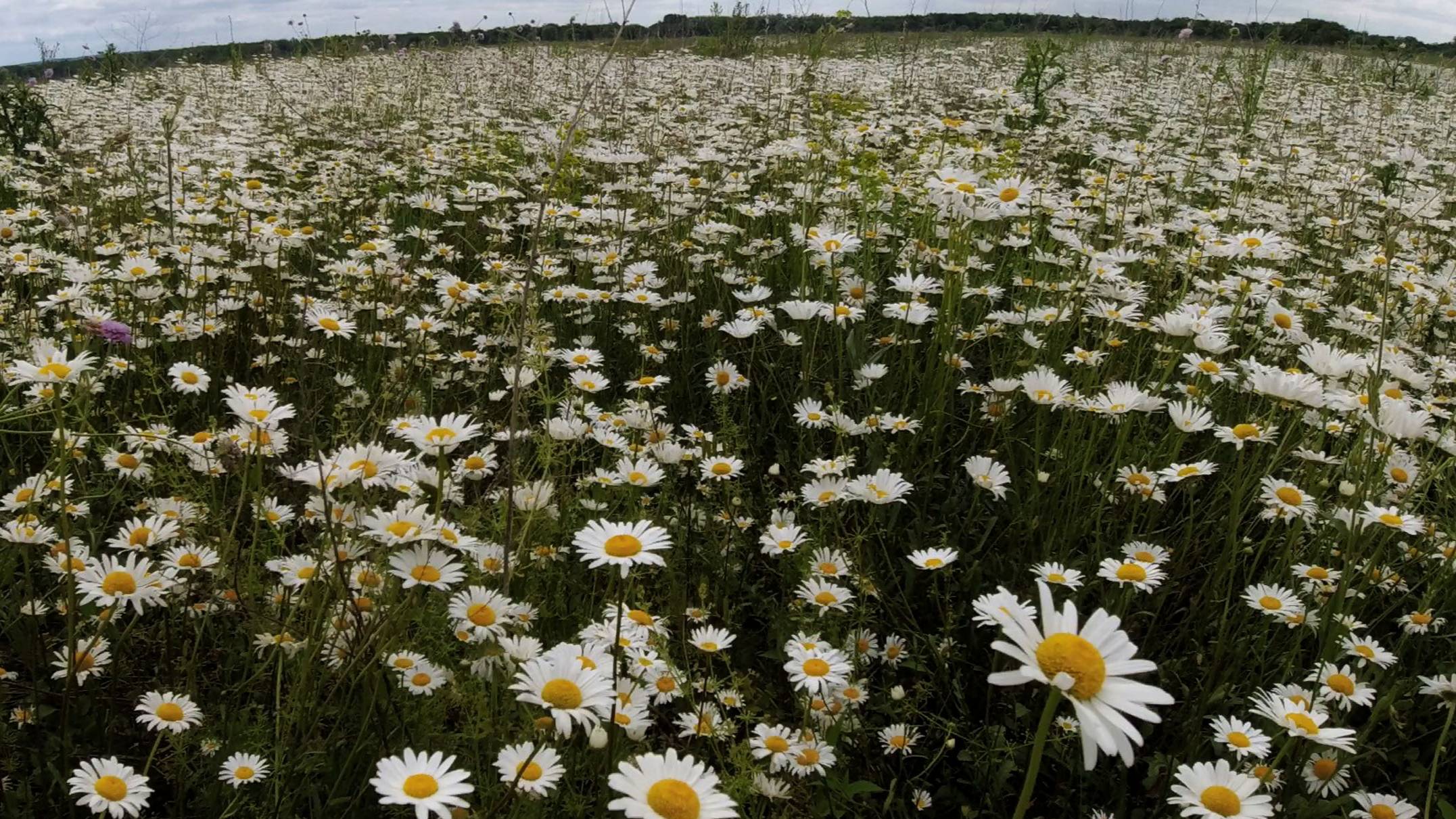 Рыбалка в Ромашковых полях на реке Сок Самарской области с донками ловим окуня на живца