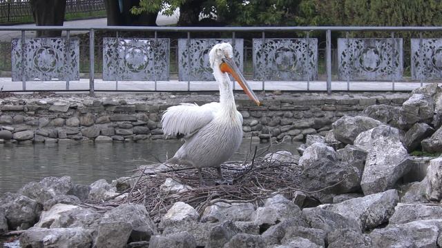 Сочи. Дендрарий. Великий инстинкт: даже в неволе он строит гнездо.